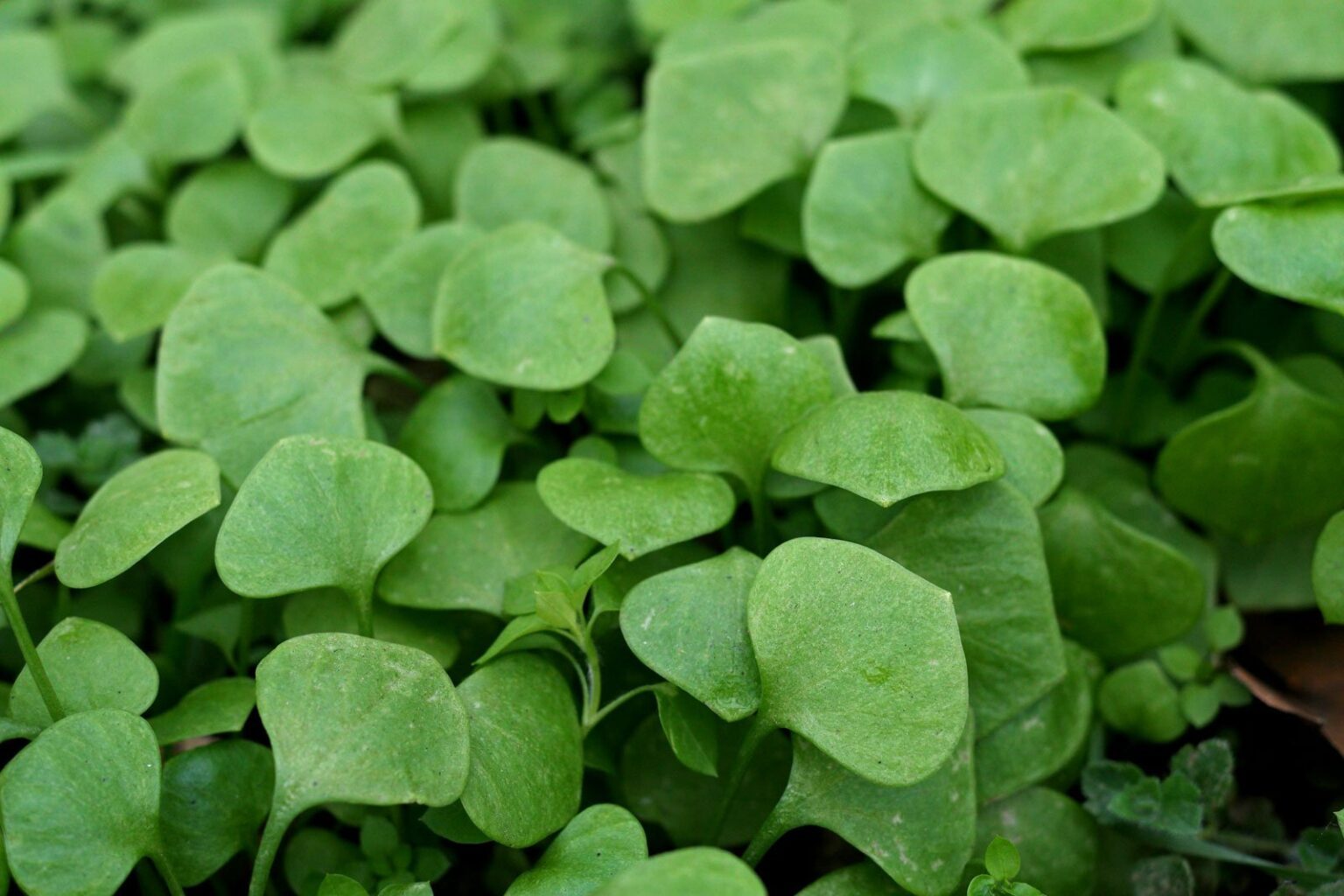 Winter-Portulak, Postelein (Claytonia perfoliata)