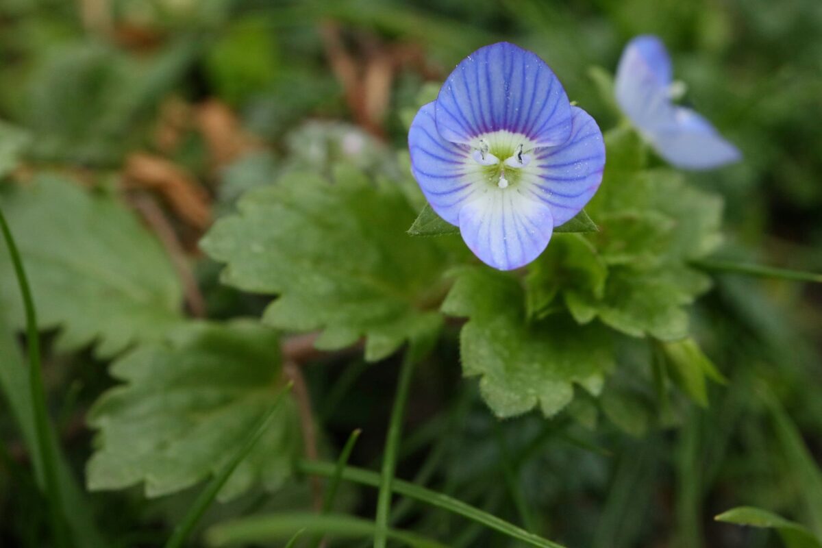Persischer Ehrenpreis (Veronica persica)