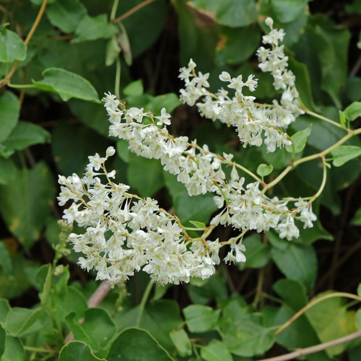 Fallopia baldschuanica