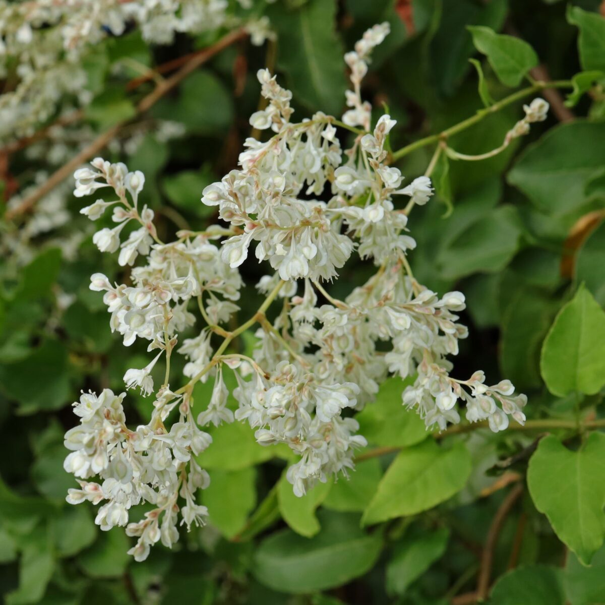 Fallopia baldschuanica