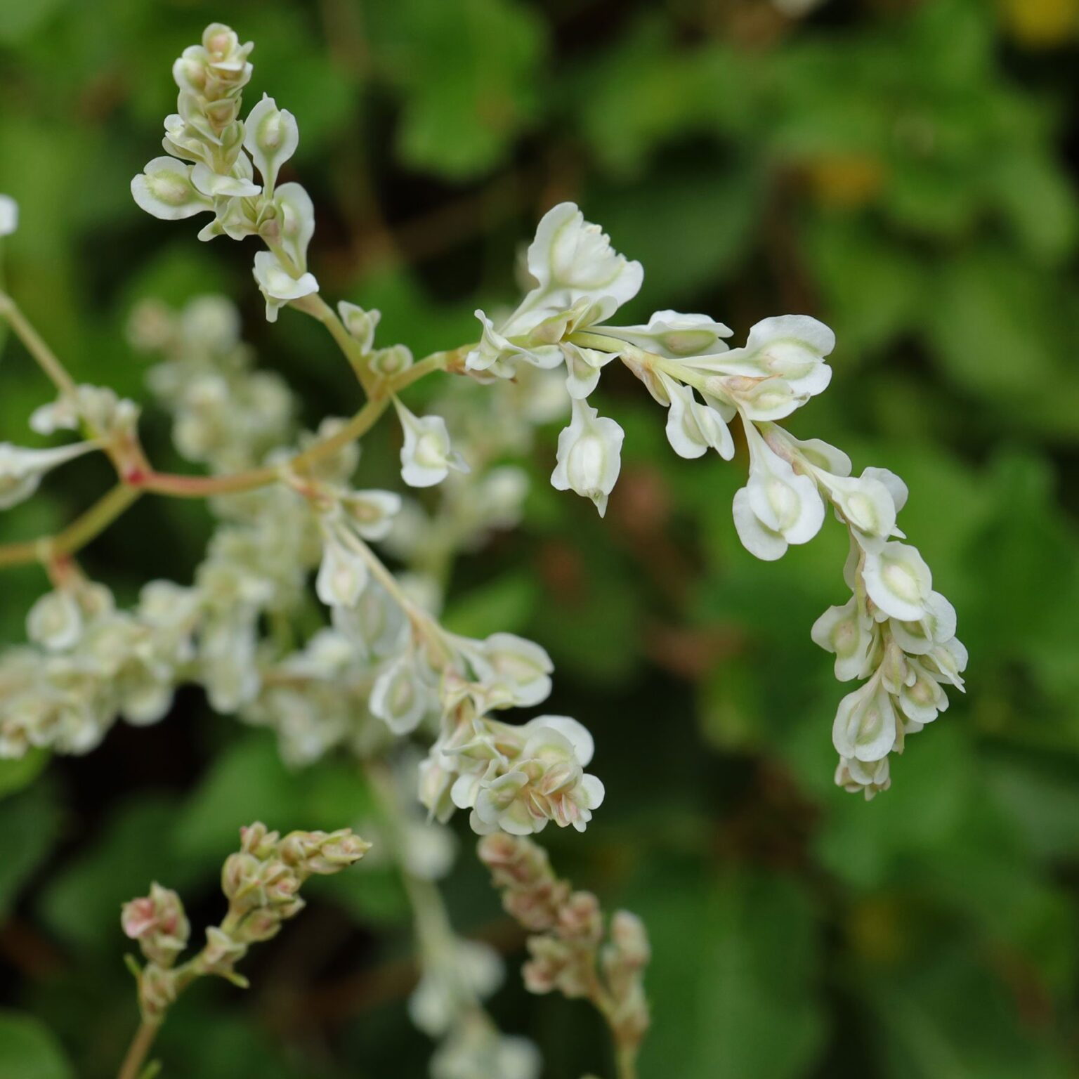 Fallopia baldschuanica