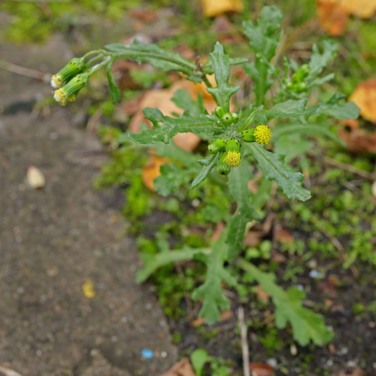 Gewohnliches Greiskraut Giftig